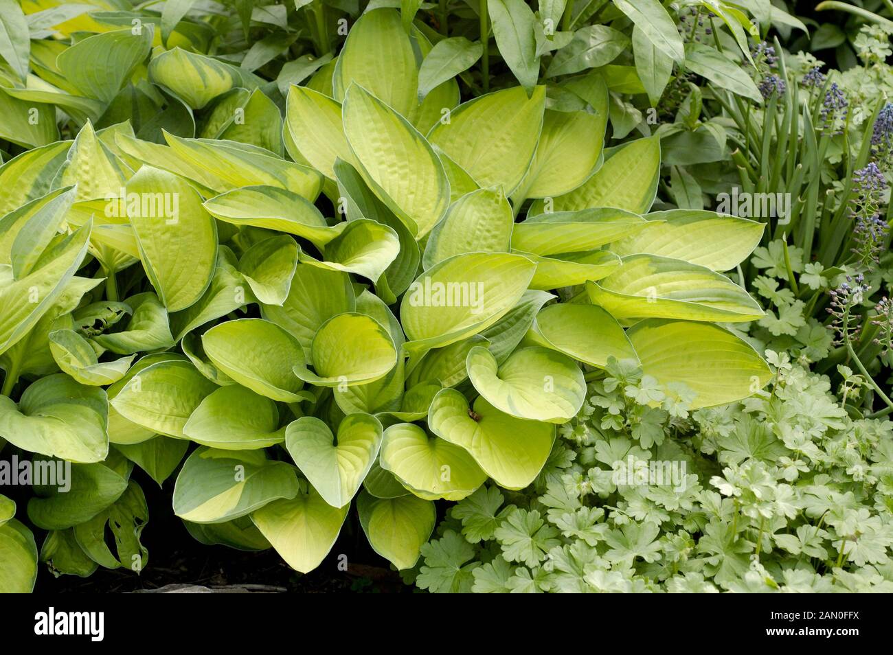 Hosta janet hi-res stock photography and images - Alamy