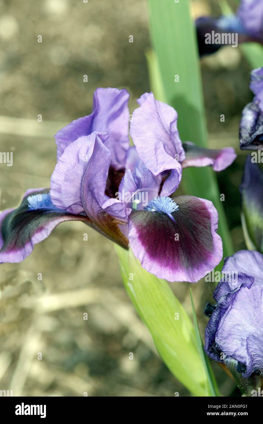 Razzle hi-res stock photography and images - Alamy