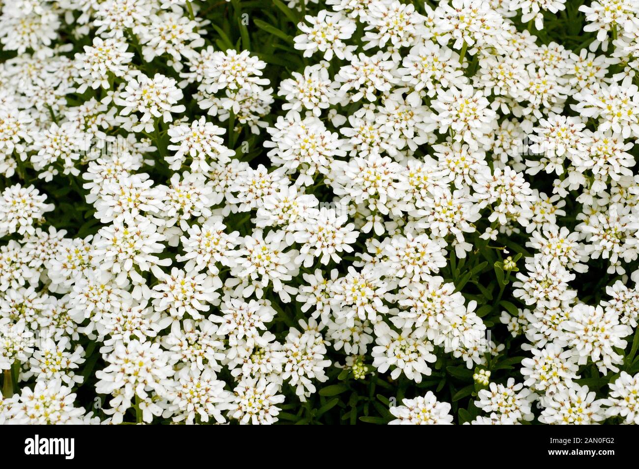 Iberis Sempervirens Little Gem