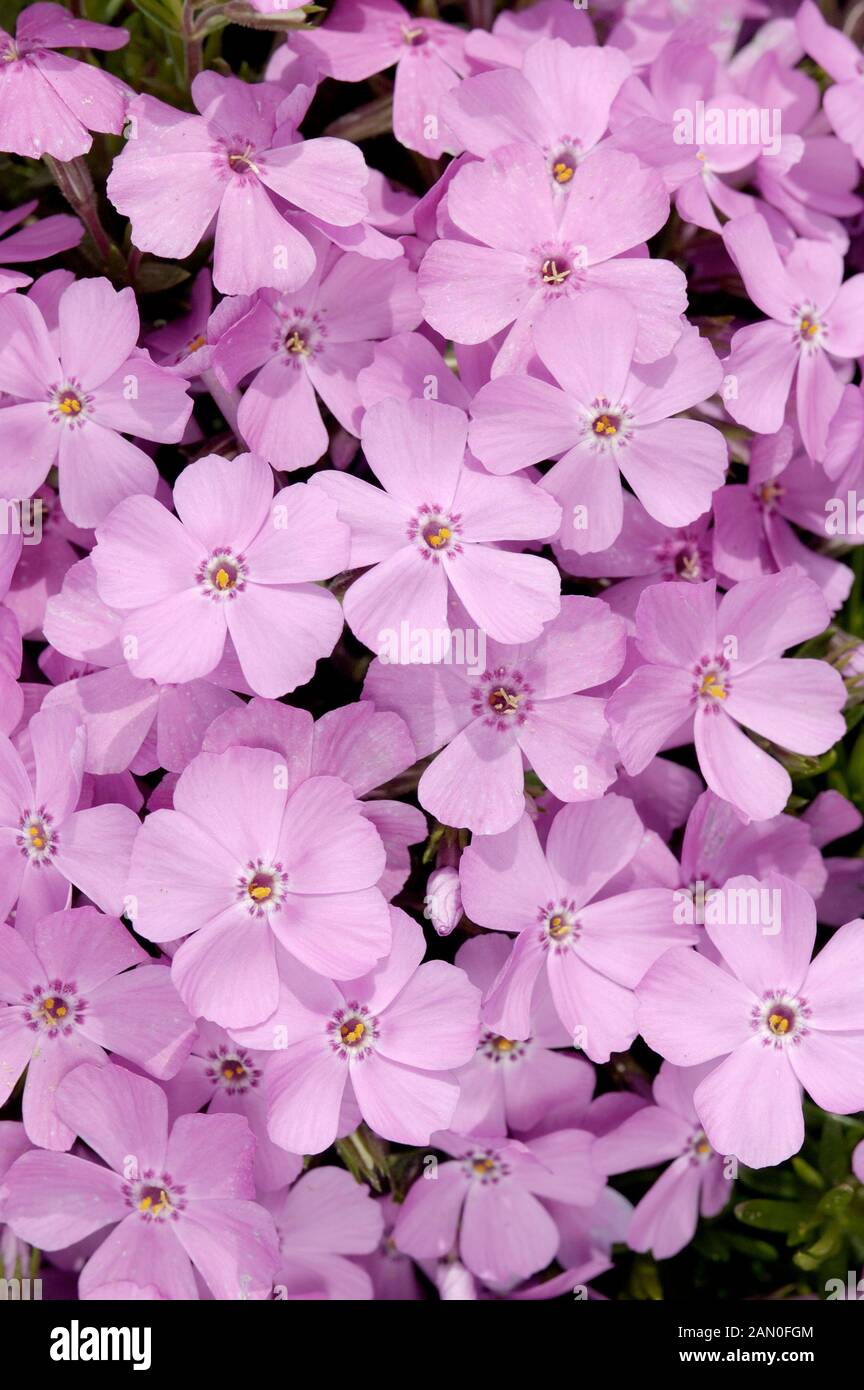 Pink emerald hi-res stock photography and images - Alamy