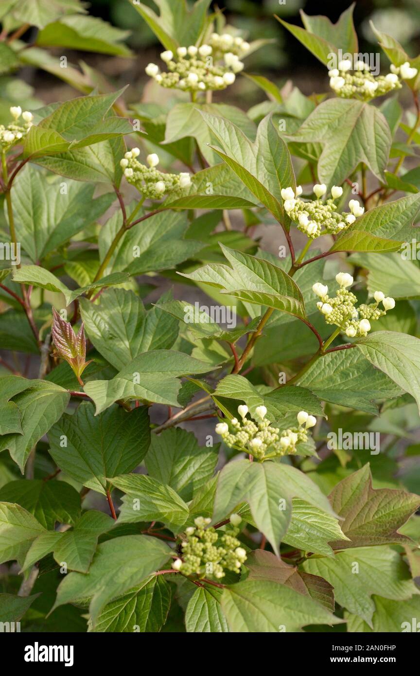 Viburnum trilobum hi-res stock photography and images - Alamy