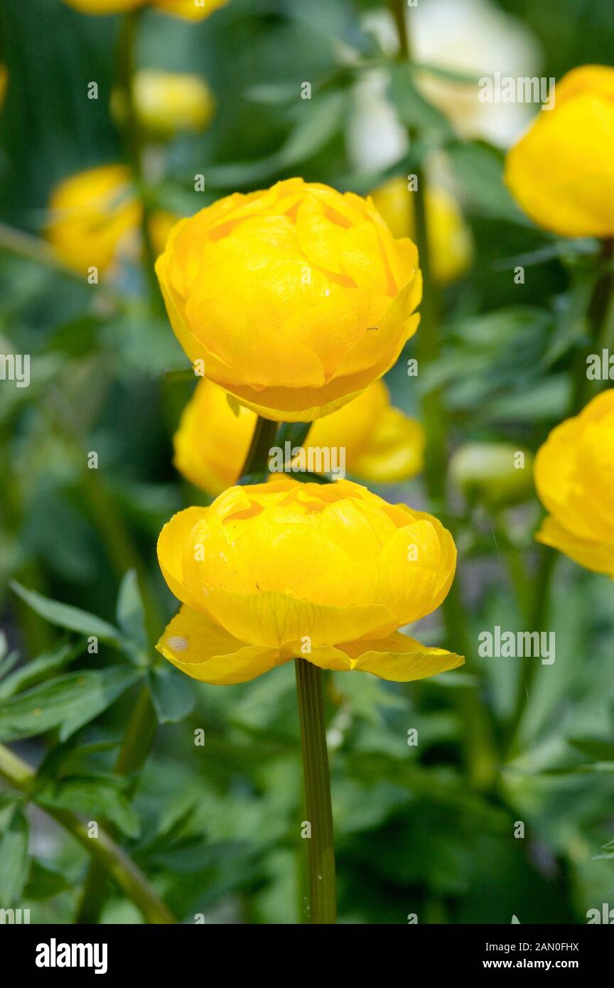 TROLLIUS GOLDEN QUEEN Stock Photo - Alamy