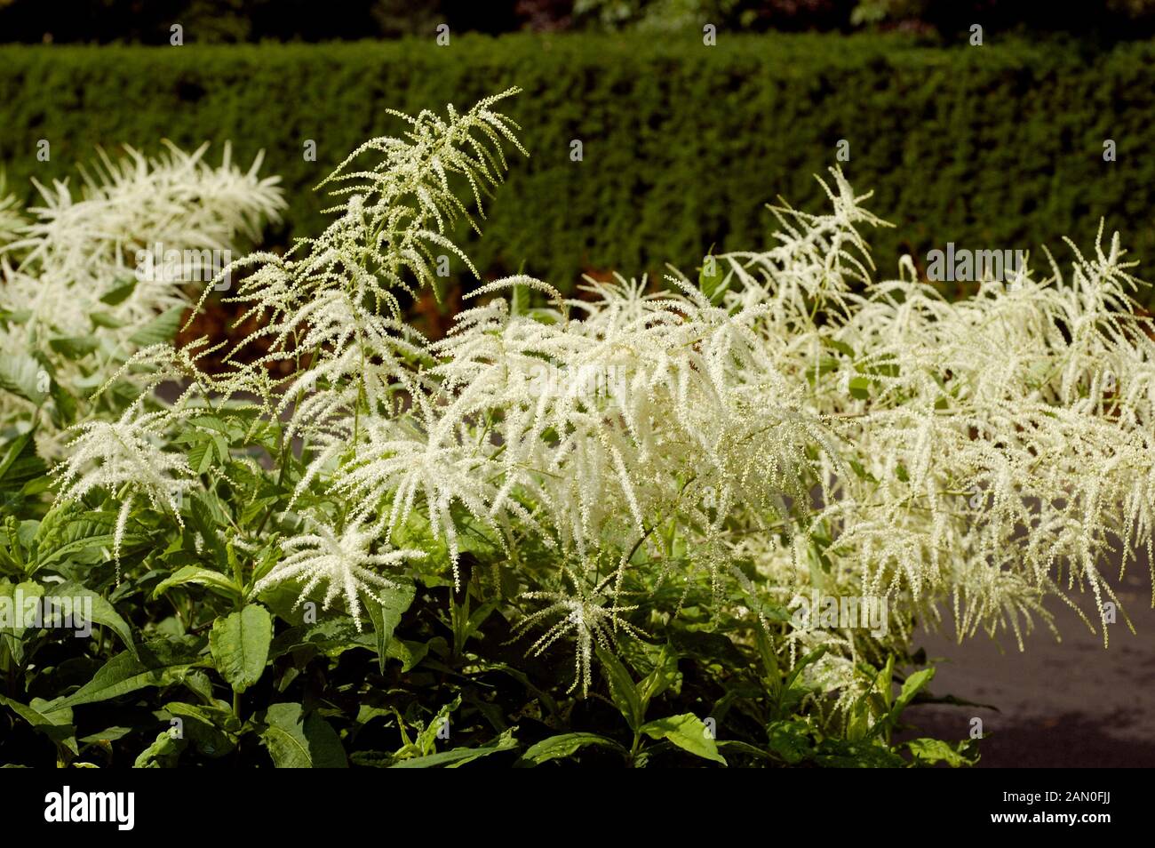 Aruncus dioicus hi-res stock photography and images - Alamy
