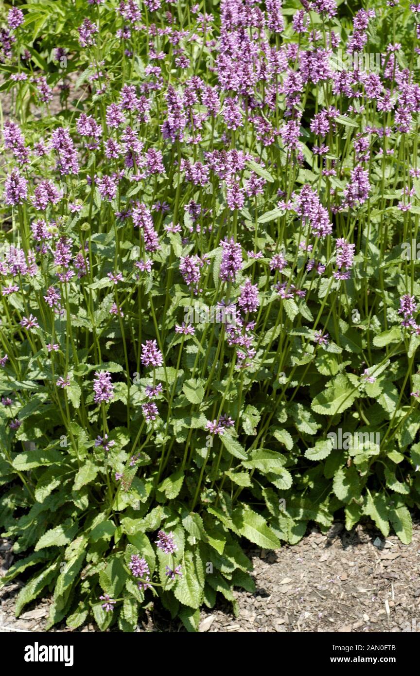 Stachys officinalis hi-res stock photography and images - Alamy