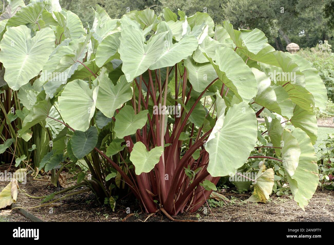 COLOCASIA CRANBERRY STEM Stock Photo - Alamy