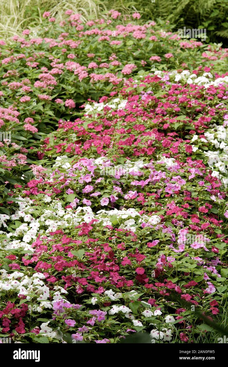 Impatiens walleriana hi-res stock photography and images - Alamy
