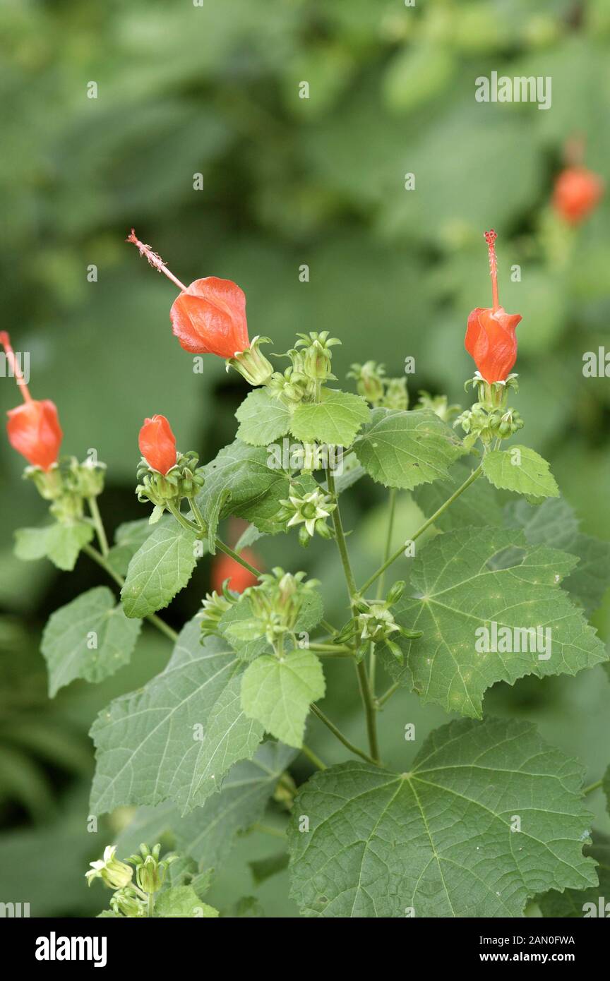 Malvaviscus hi-res stock photography and images - Alamy