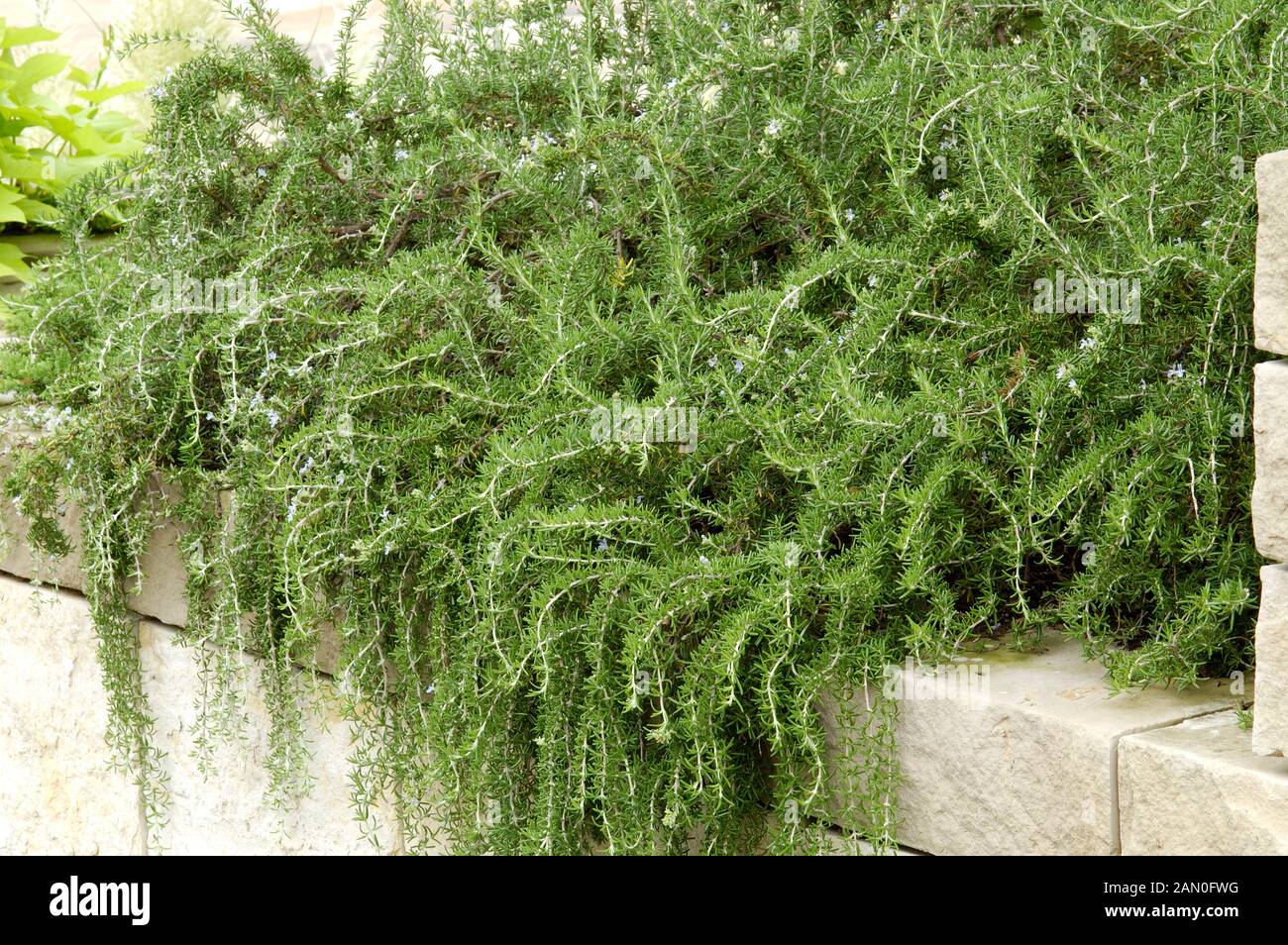 Rosmarinus officinalis prostrata hi-res stock photography and images ...