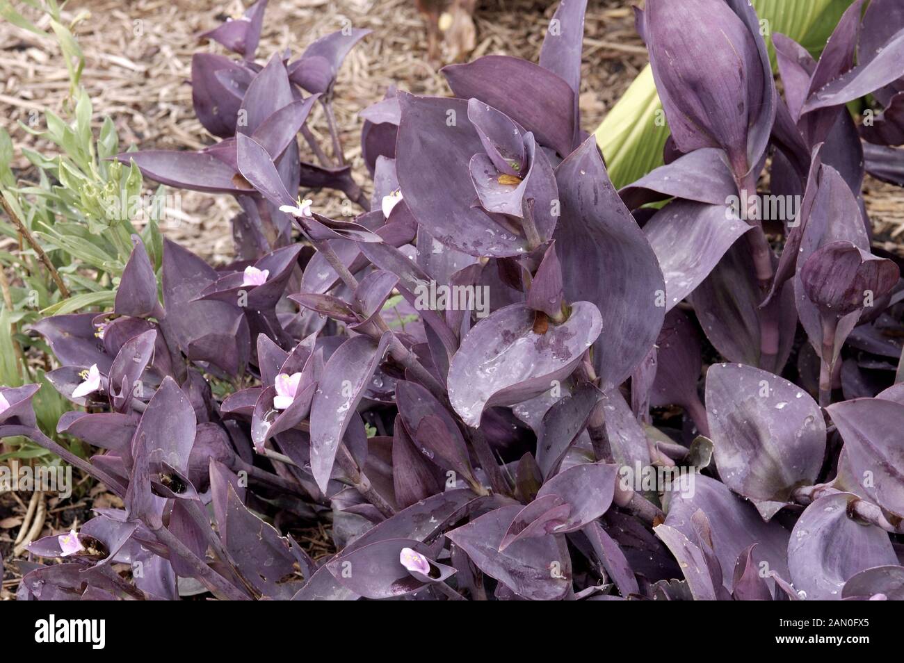 SETCREASEA PALLIDA (TRADESCANTIA PURPUREA) BIG LEAF Stock Photo - Alamy
