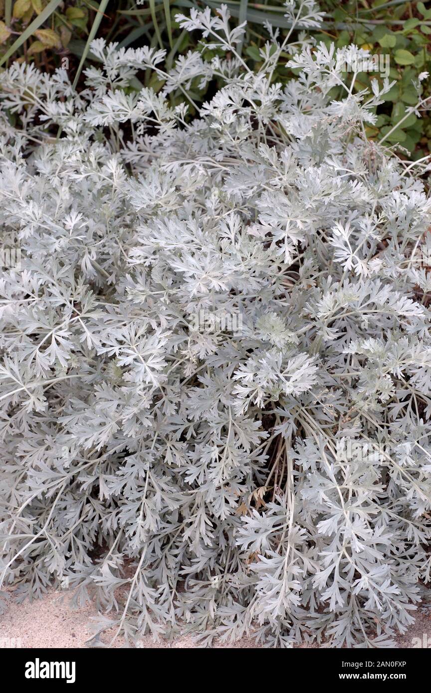 Lambrook hi-res stock photography and images - Alamy