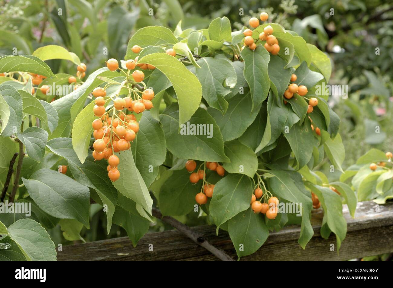 Celastrus hi-res stock photography and images - Alamy