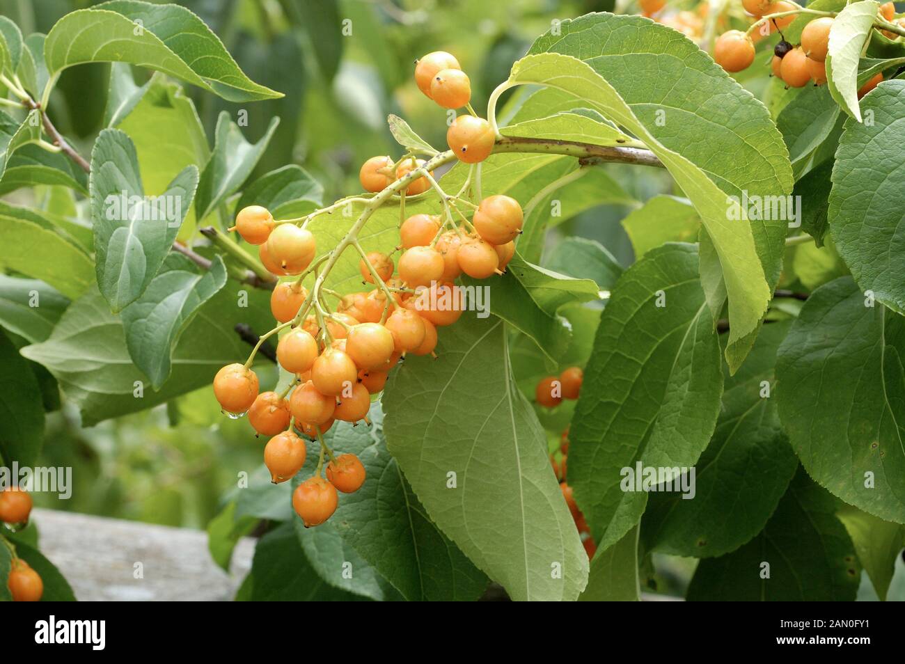Celastrus hi-res stock photography and images - Alamy