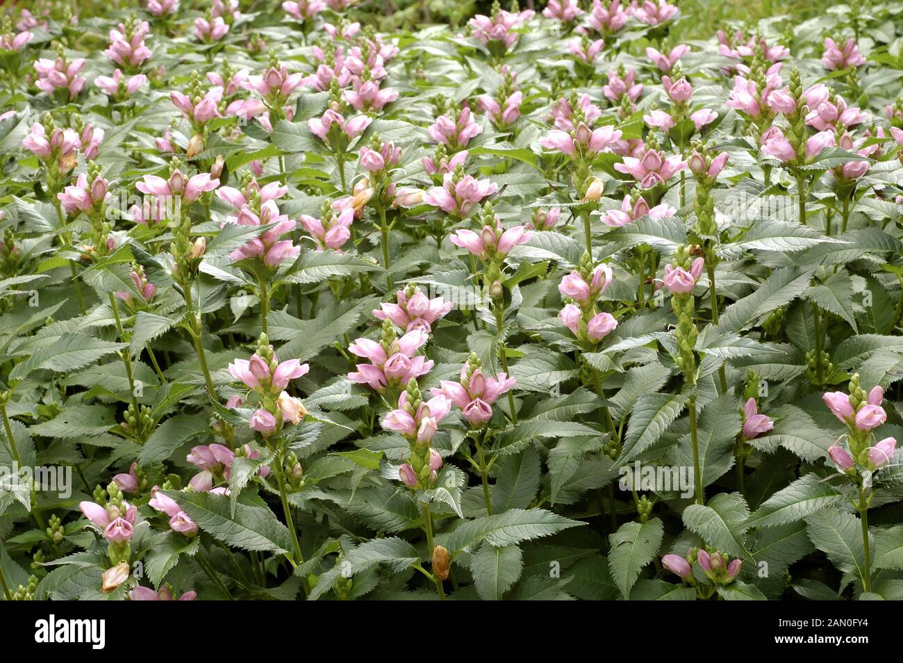 Lyonii hi-res stock photography and images - Alamy