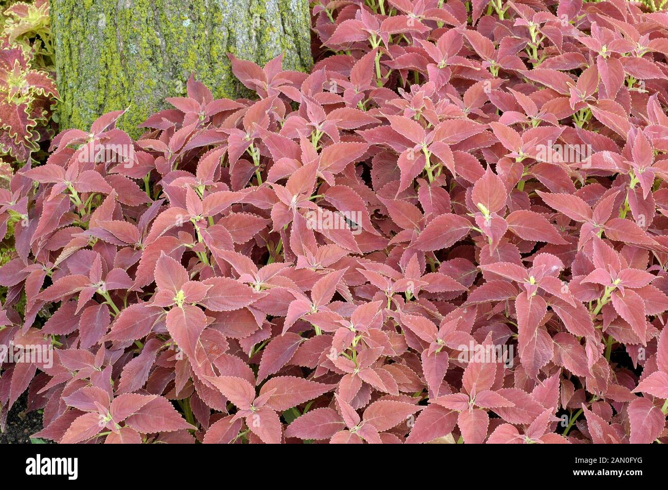 Mars leaves hi-res stock photography and images - Alamy
