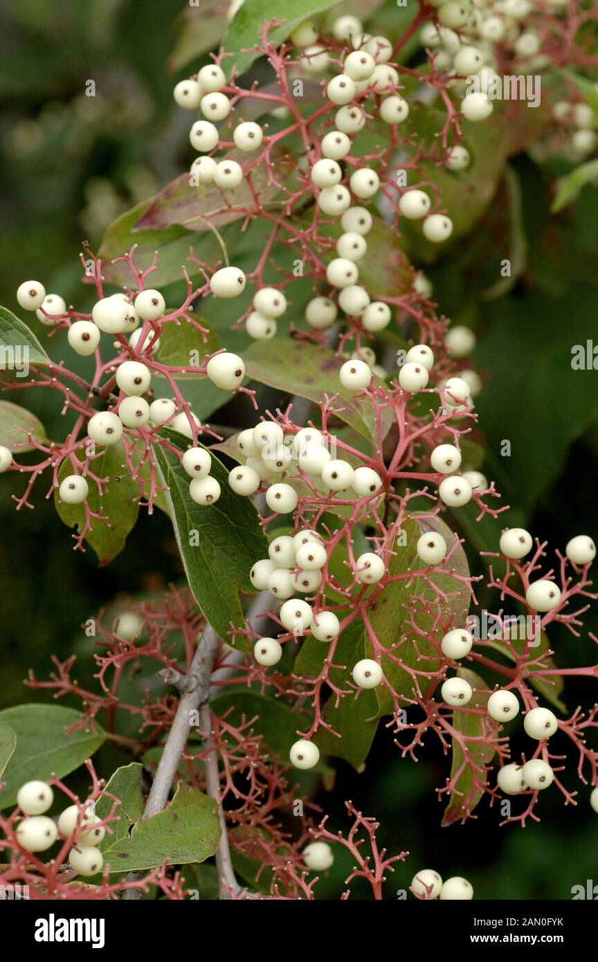 CORNUS RACEMOSA FRUIT Stock Photo - Alamy