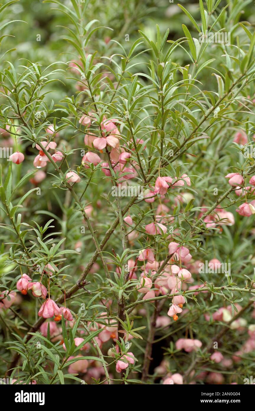 Euonymus nanus hi-res stock photography and images - Alamy