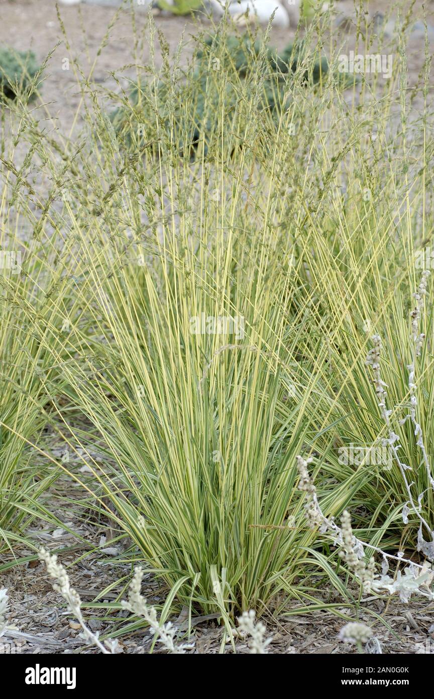 Molinia caerulea variegata hi-res stock photography and images - Alamy