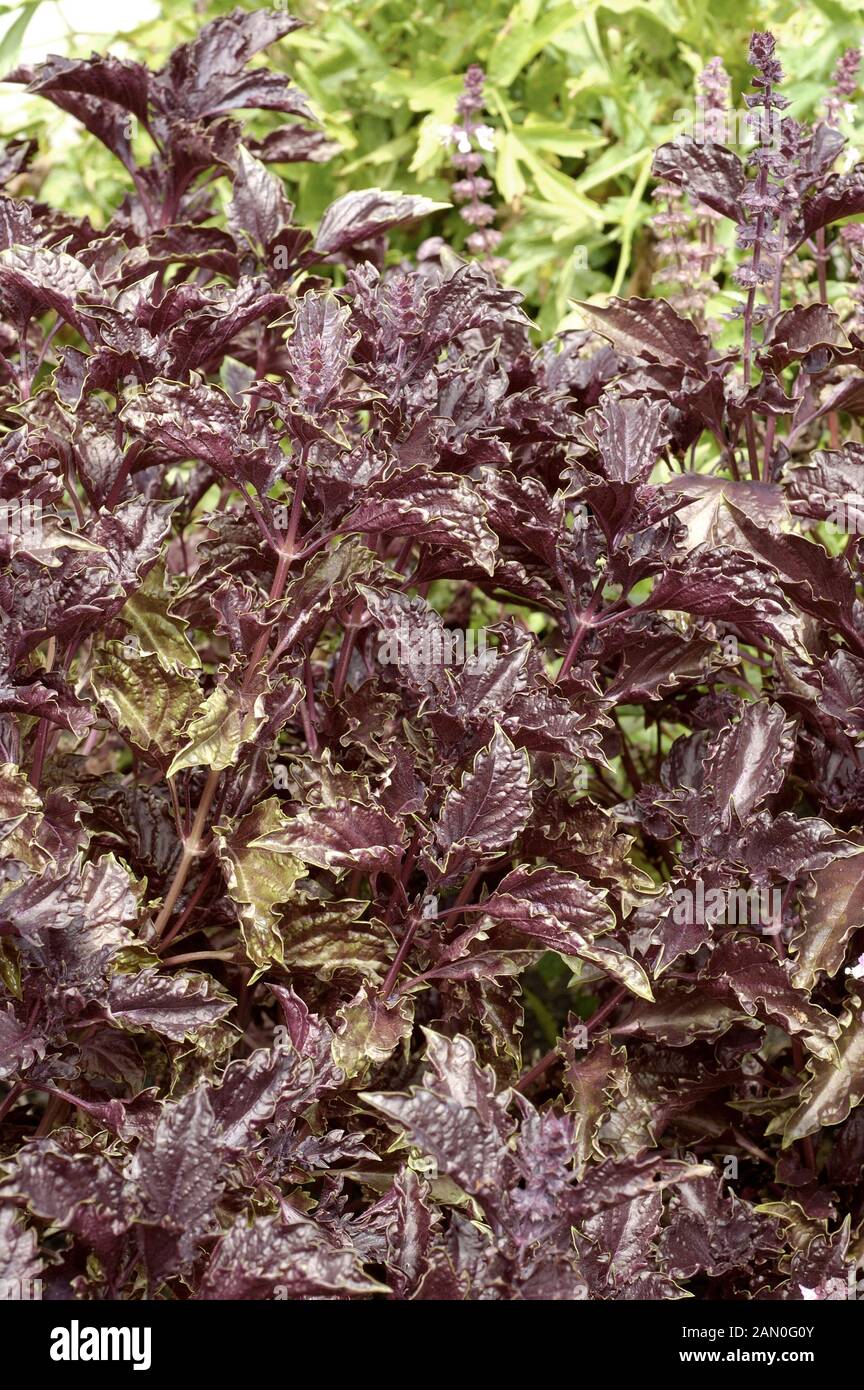 Purple Ruffles High Resolution Stock Photography and Images - Alamy