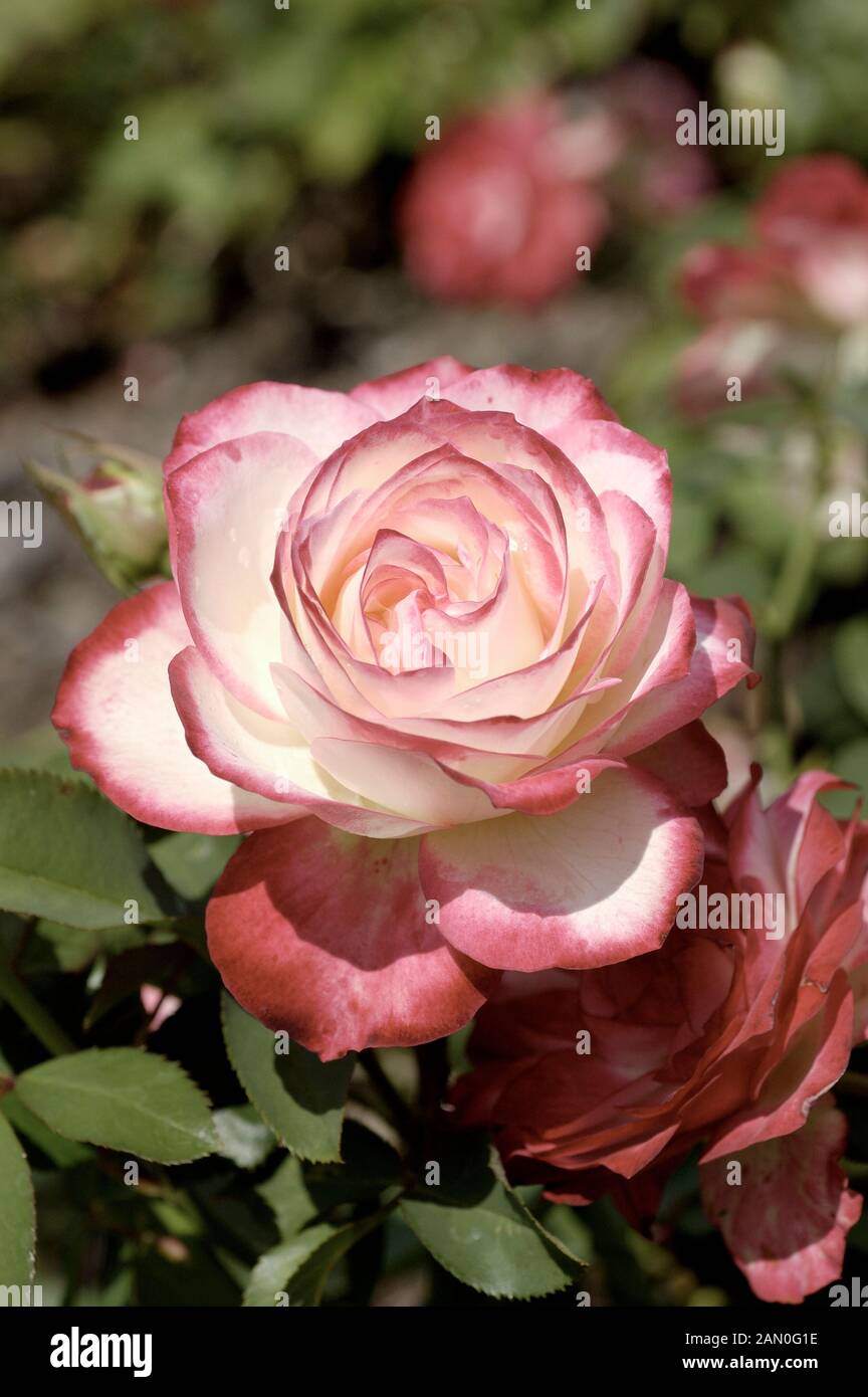 ROSA CHERRY PARFAIT Stock Photo - Alamy