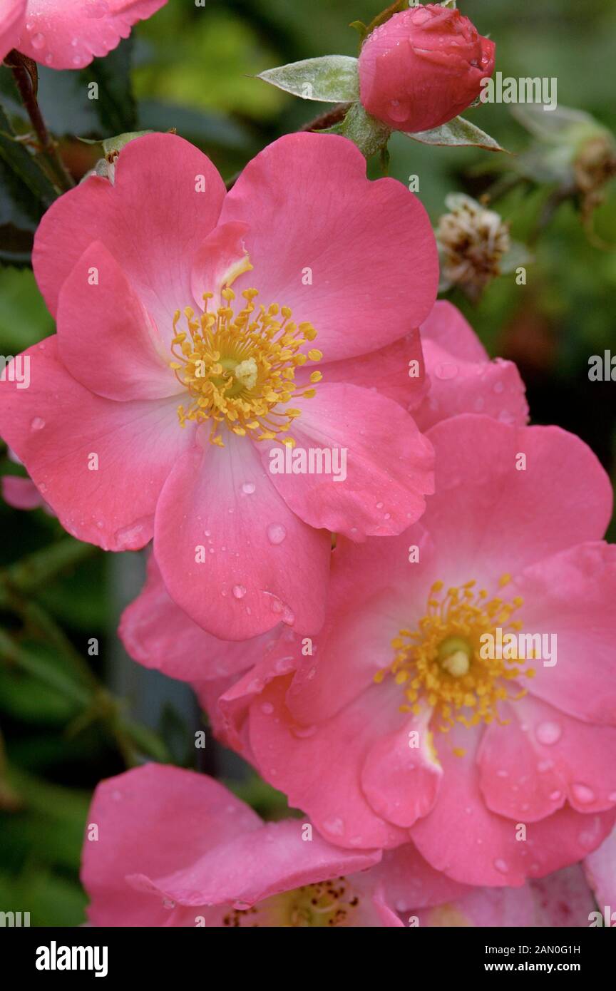 Chuckles hi-res stock photography and images - Alamy