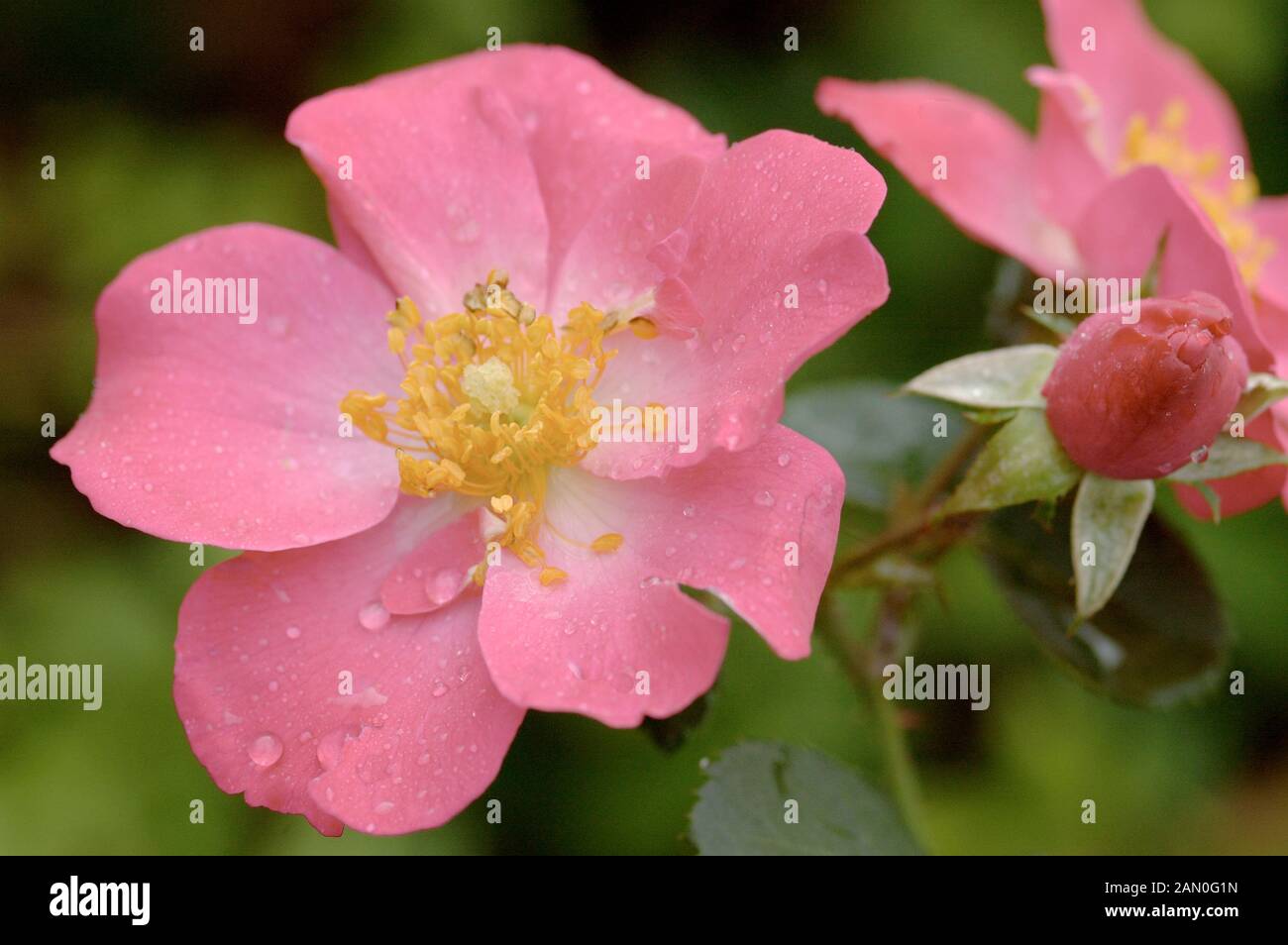 Chuckles hi-res stock photography and images - Alamy