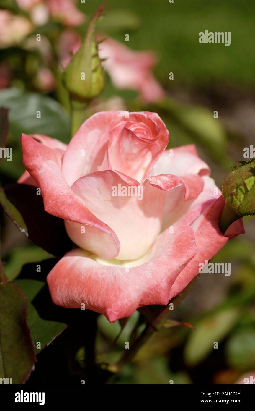 Gemini Rose High Resolution Stock Photography and Images - Alamy