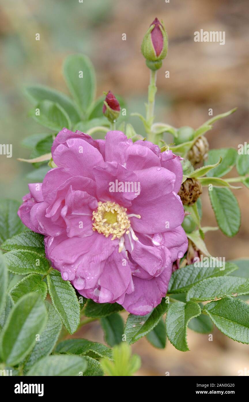 Purple pavement rose hi-res stock photography and images - Alamy