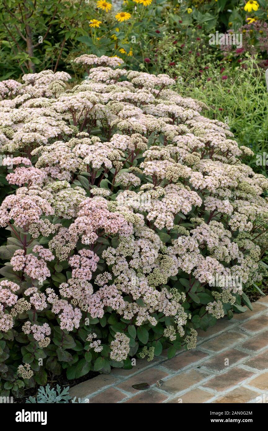 Sedum matrona hi-res stock photography and images - Alamy