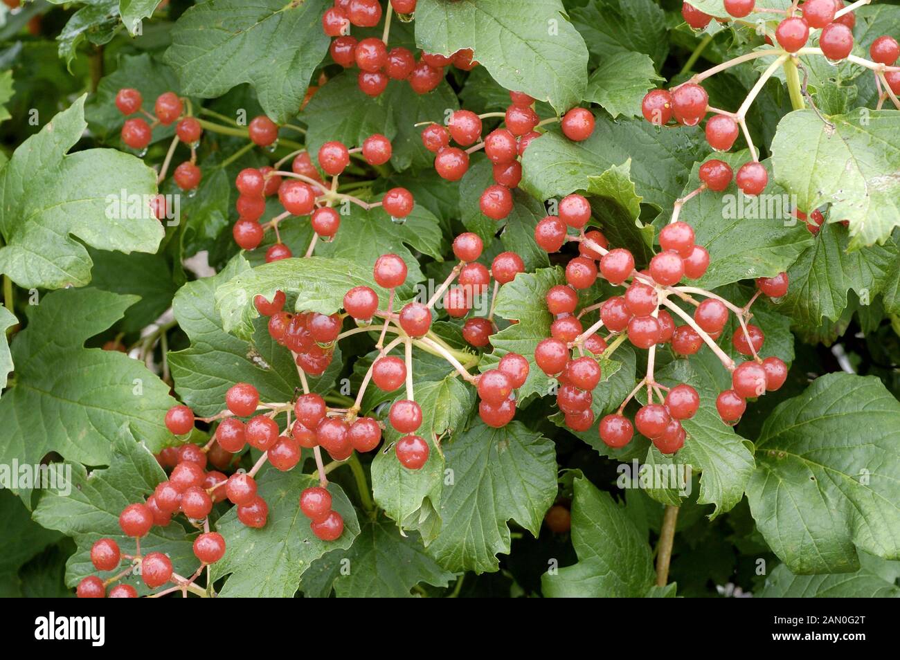 Viburnum opulus compactum hi-res stock photography and images - Alamy