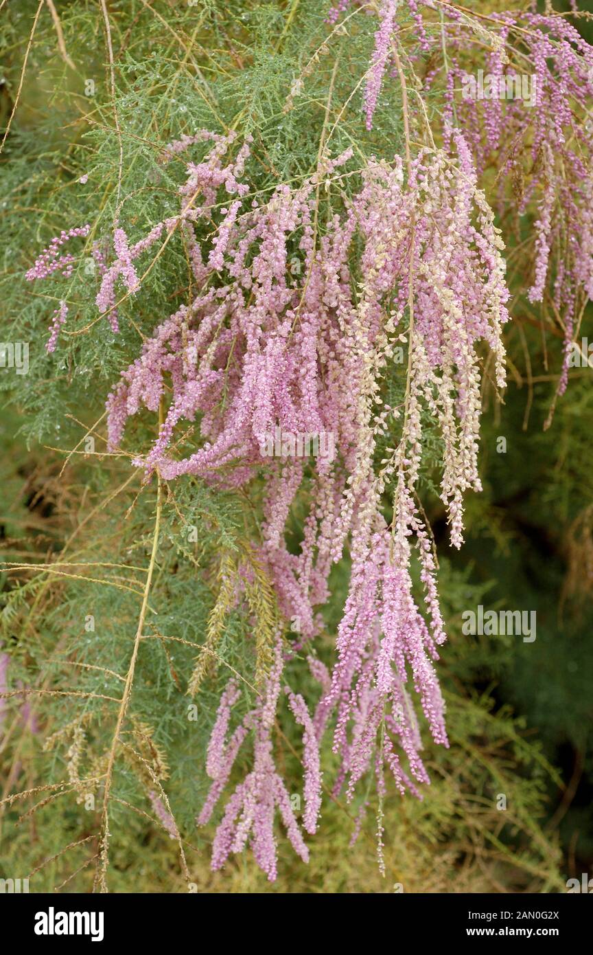 Tamarix ramosissima hi-res stock photography and images - Alamy