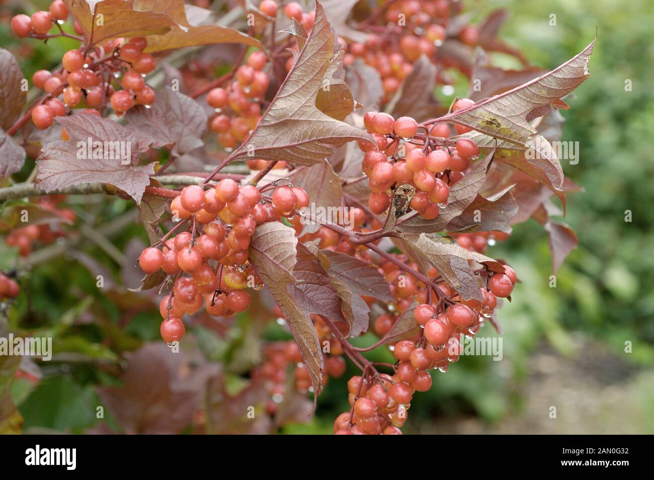 Viburnum trilobum hi-res stock photography and images - Alamy