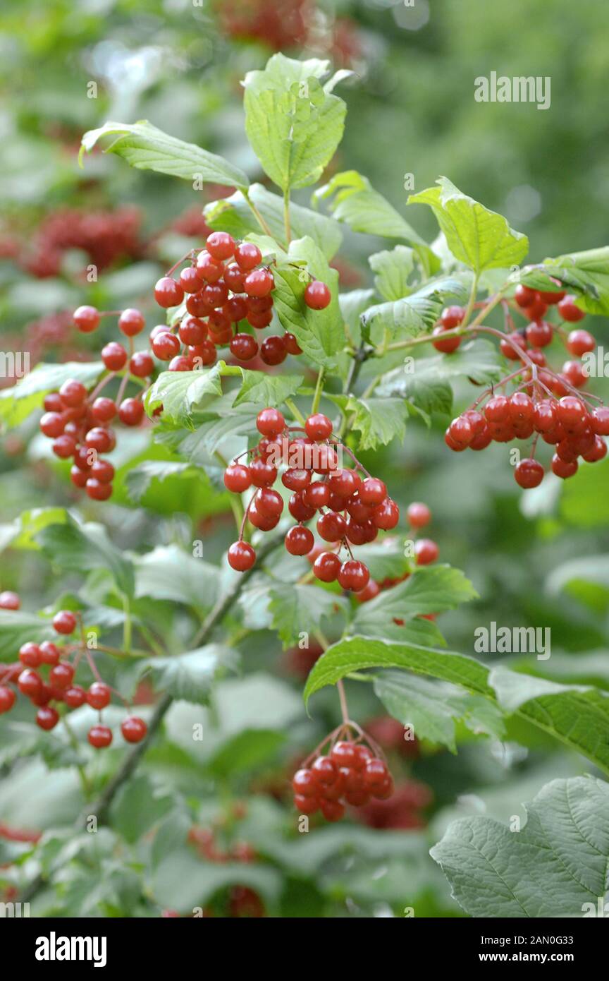 Viburnum trilobum hi-res stock photography and images - Alamy