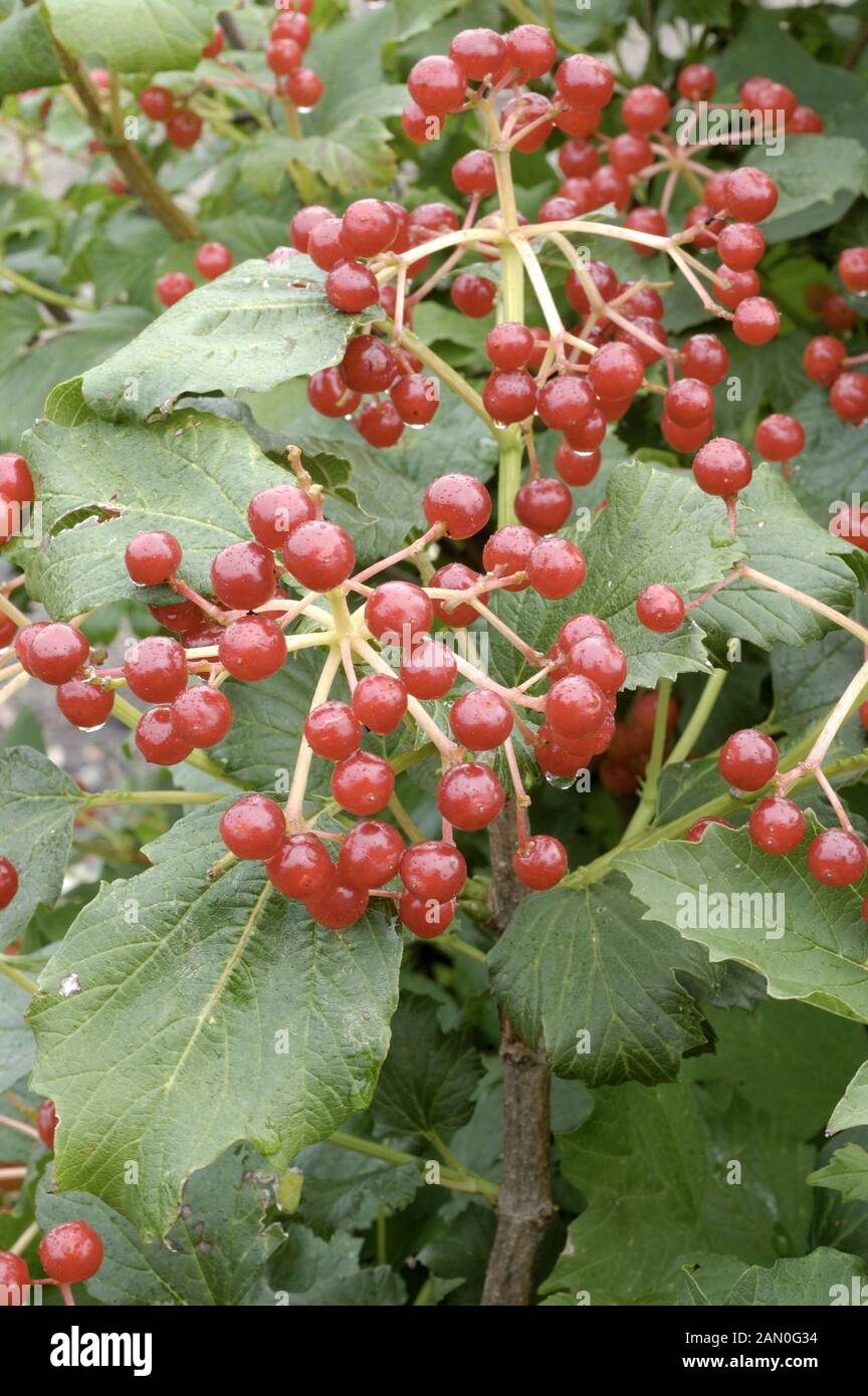 Viburnum opulus compactum hi-res stock photography and images - Alamy