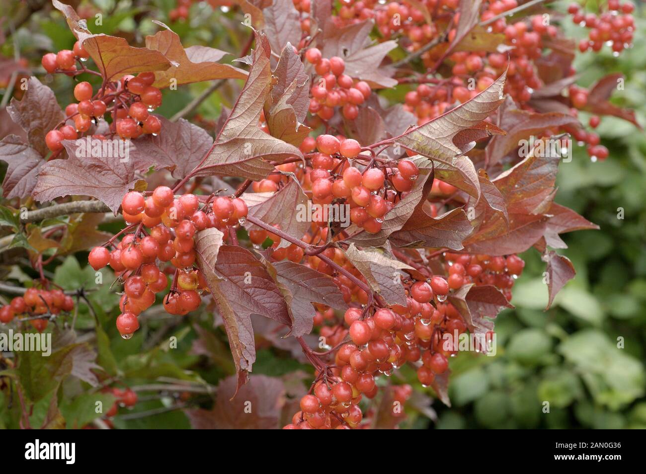 Viburnum trilobum hi-res stock photography and images - Alamy