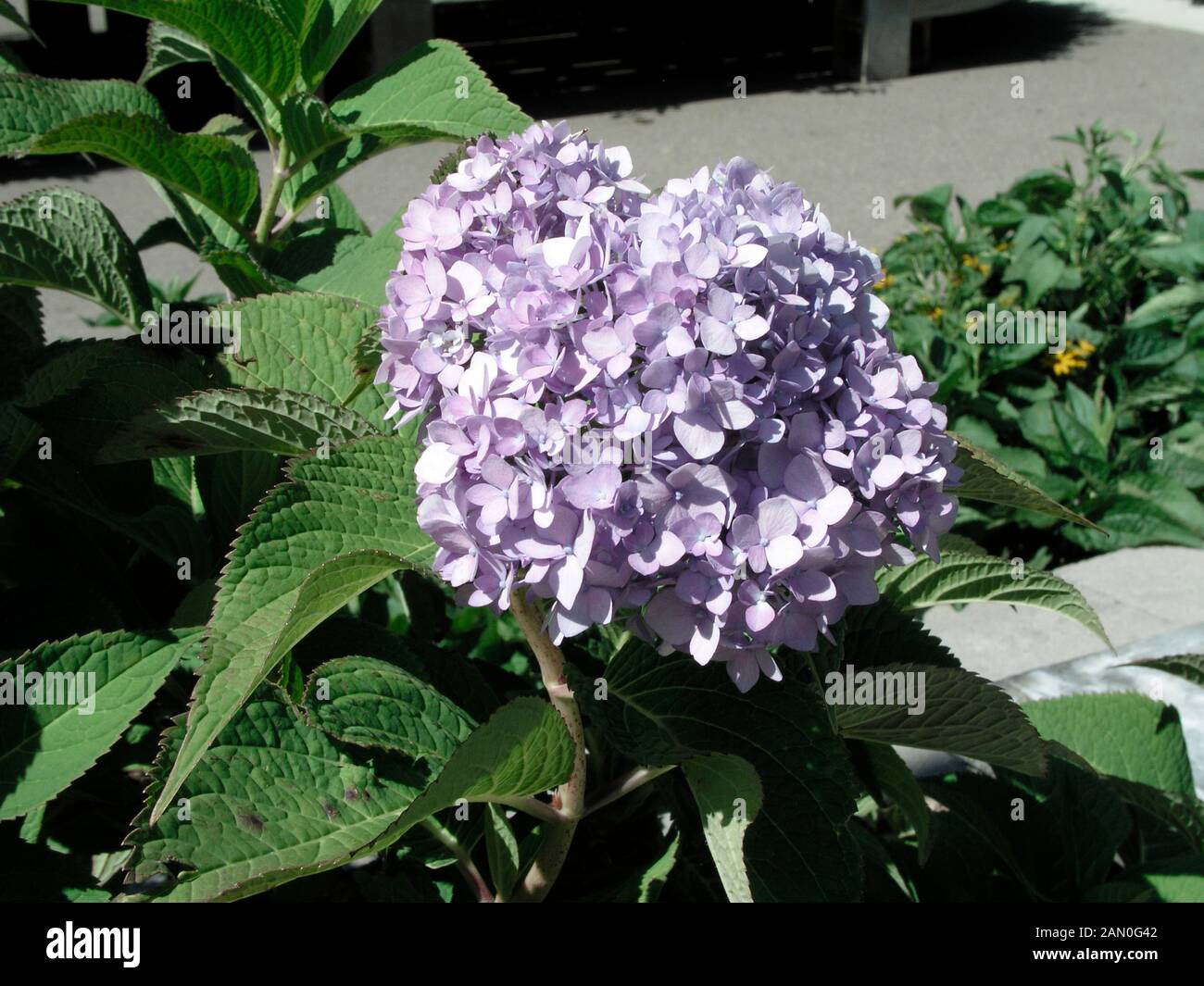 Hydrangea macrophylla endless summer hi-res stock photography and ...