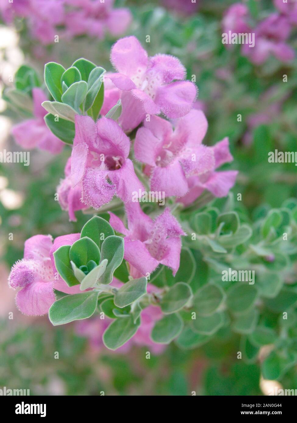 Leucophyllum hi-res stock photography and images - Alamy