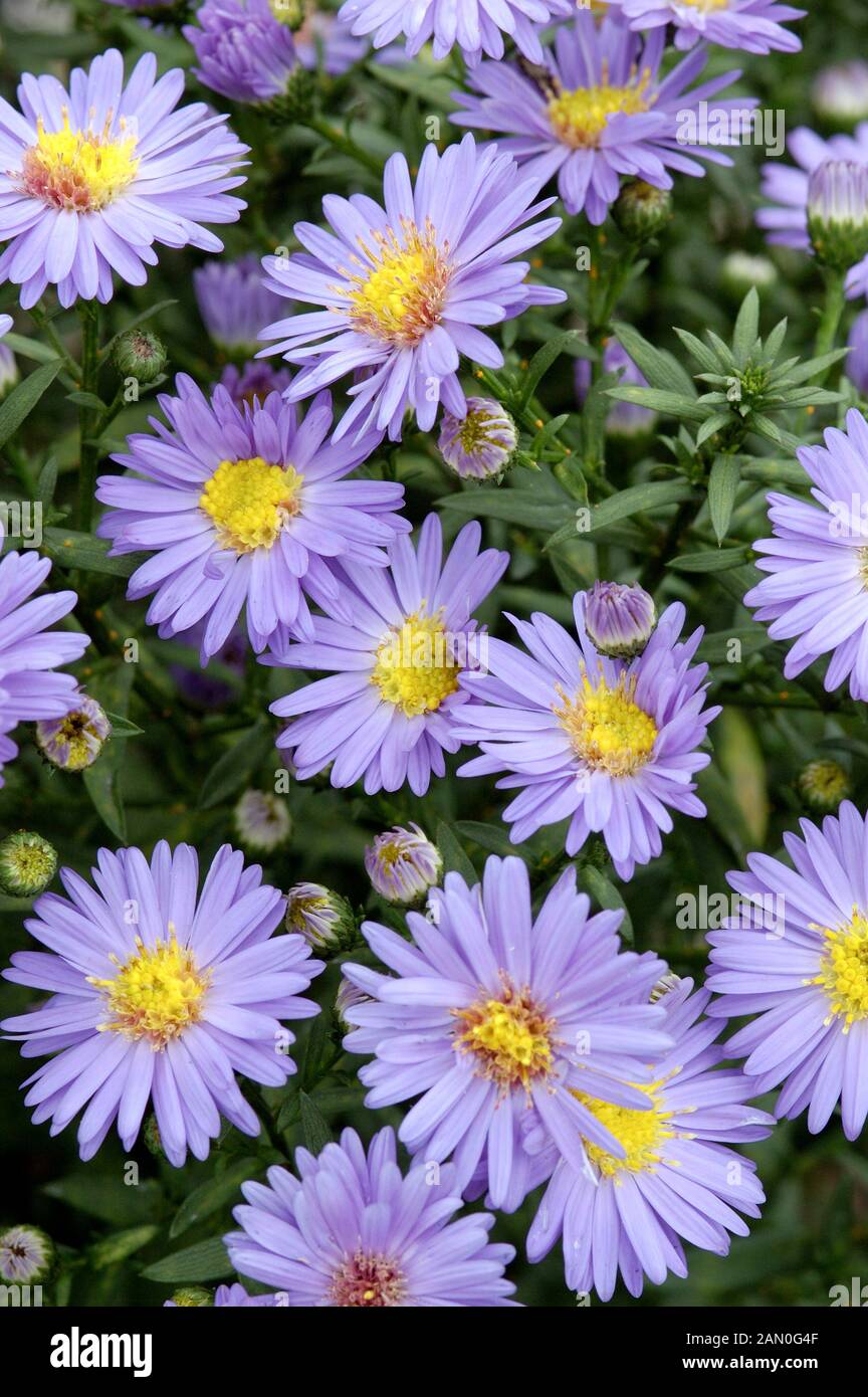 Dragon aster hi-res stock photography and images - Alamy