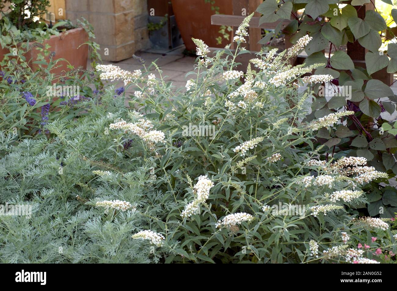 Buddleia davidii white ball hi-res stock photography and images - Alamy