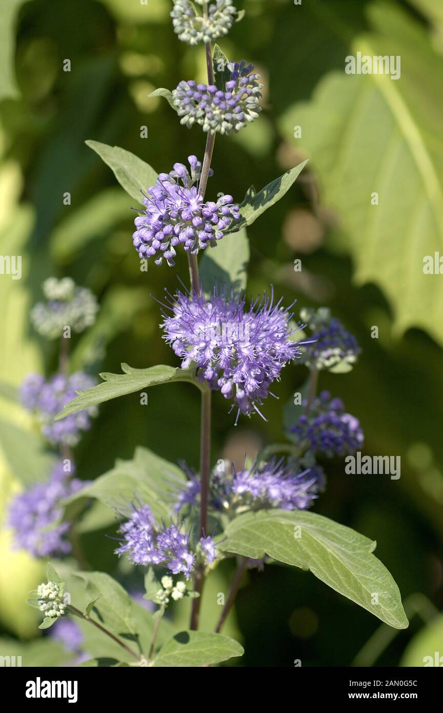 Caryopteris clandonensis hi-res stock photography and images - Alamy