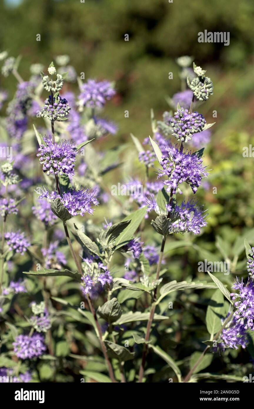 Caryopteris clandonensis hi-res stock photography and images - Alamy