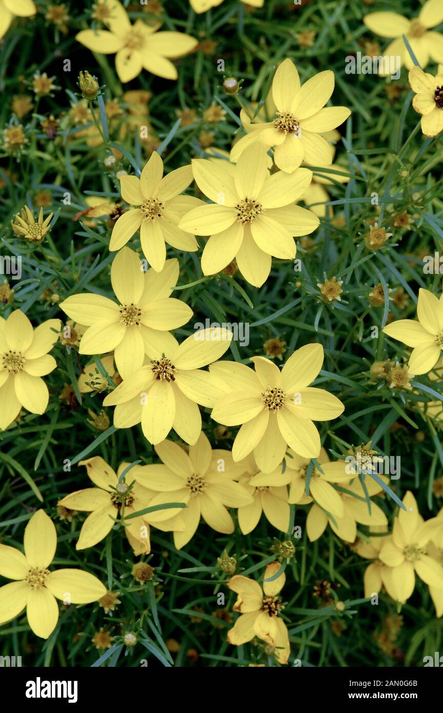 Coreopsis verticillata hi-res stock photography and images - Alamy