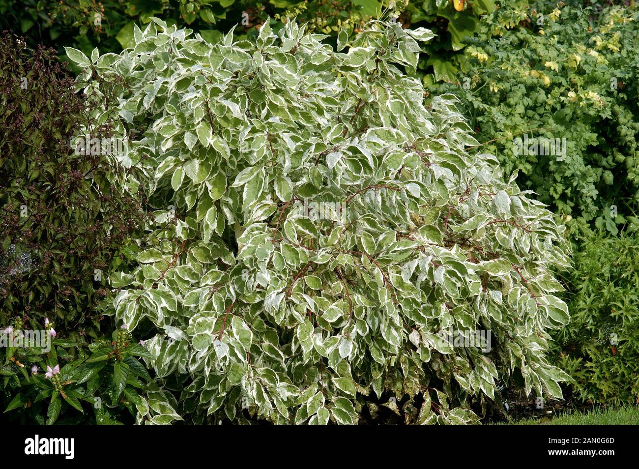 Cornus variegata hi-res stock photography and images - Alamy