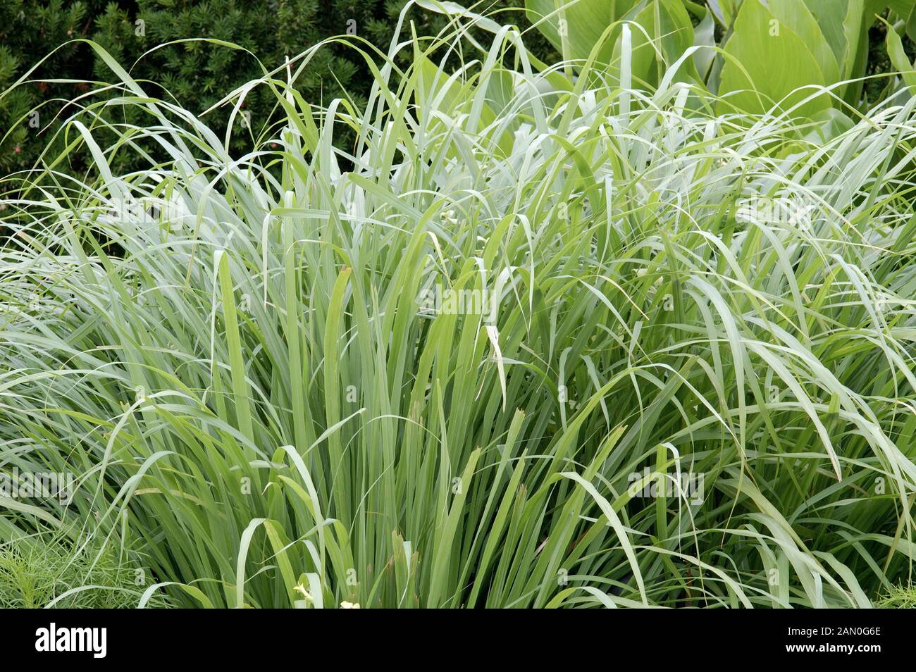 Cymbopogon citratus lemon grass hi-res stock photography and images - Alamy