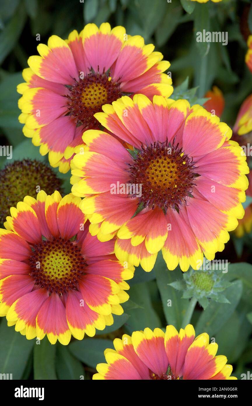 Arizona sun hi-res stock photography and images - Alamy