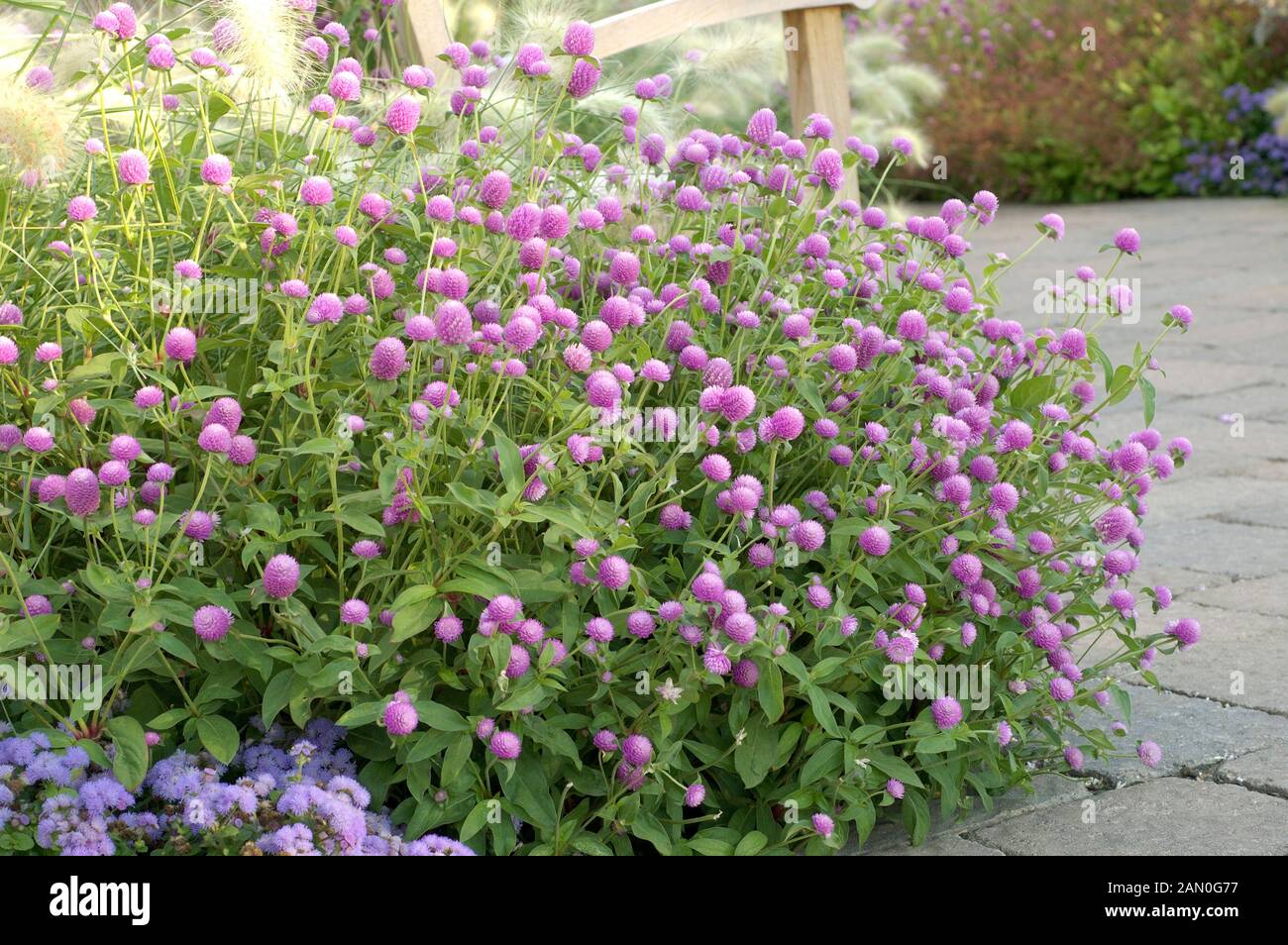 Gomphrena Stock Photos & Gomphrena Stock Images - Alamy