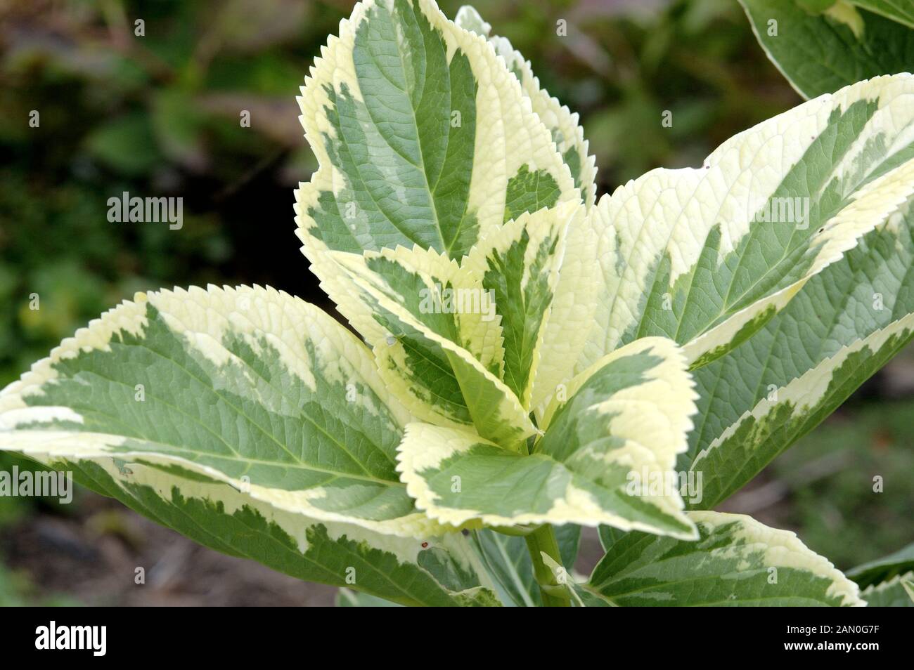 HYDRANGEA MACROPHYLLA LEMON WAVE Stock Photo - Alamy