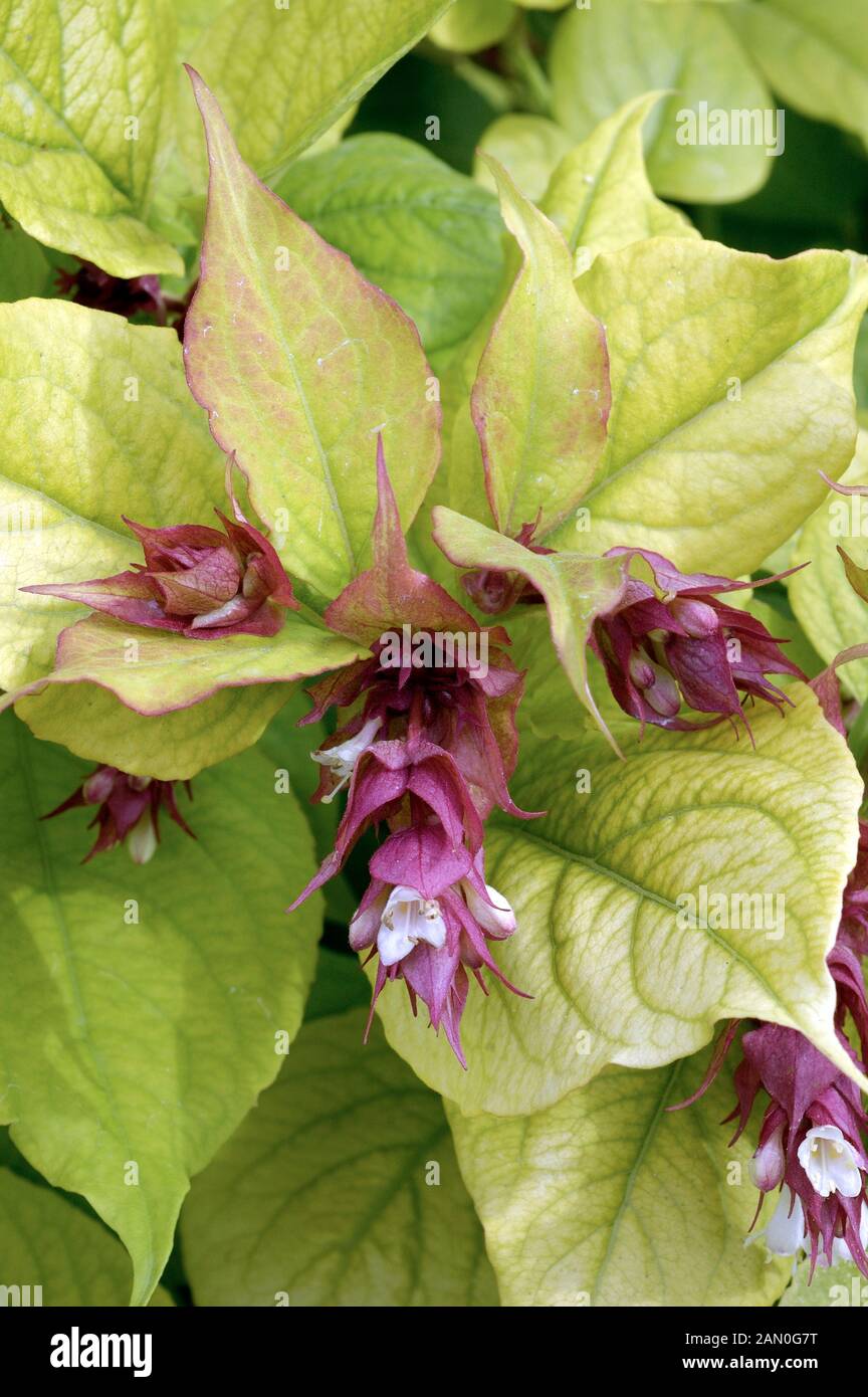 LEYCESTERIA FORMOSA HIMALAYAN HONEYSUCKLE Stock Photo - Alamy