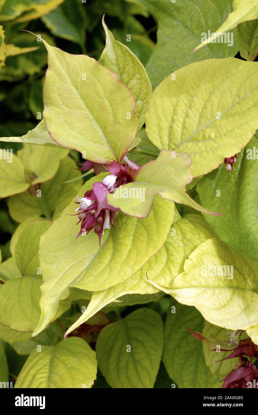 Leycesteria formosa hi-res stock photography and images - Alamy