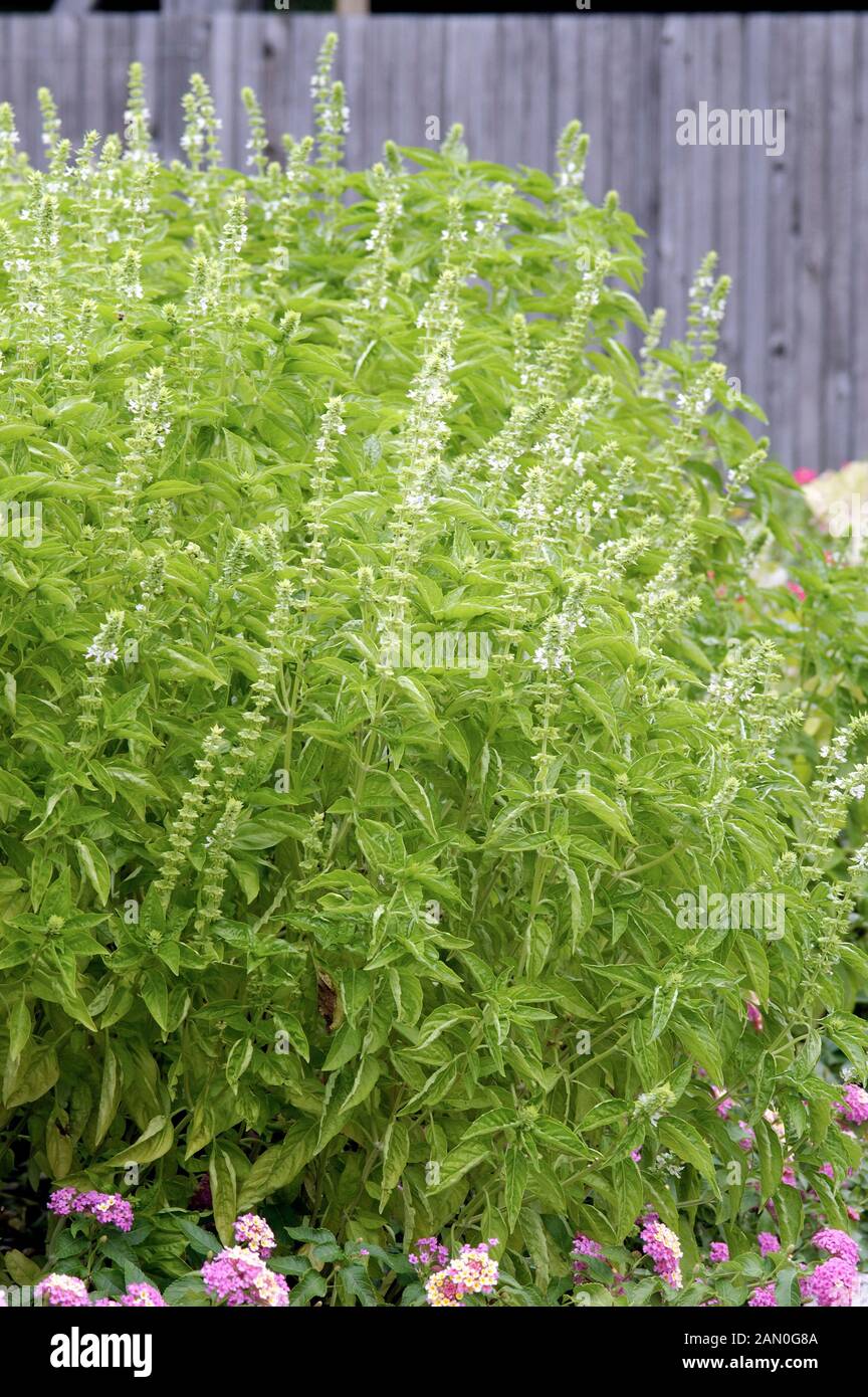 Italian large hi-res stock photography and images - Alamy