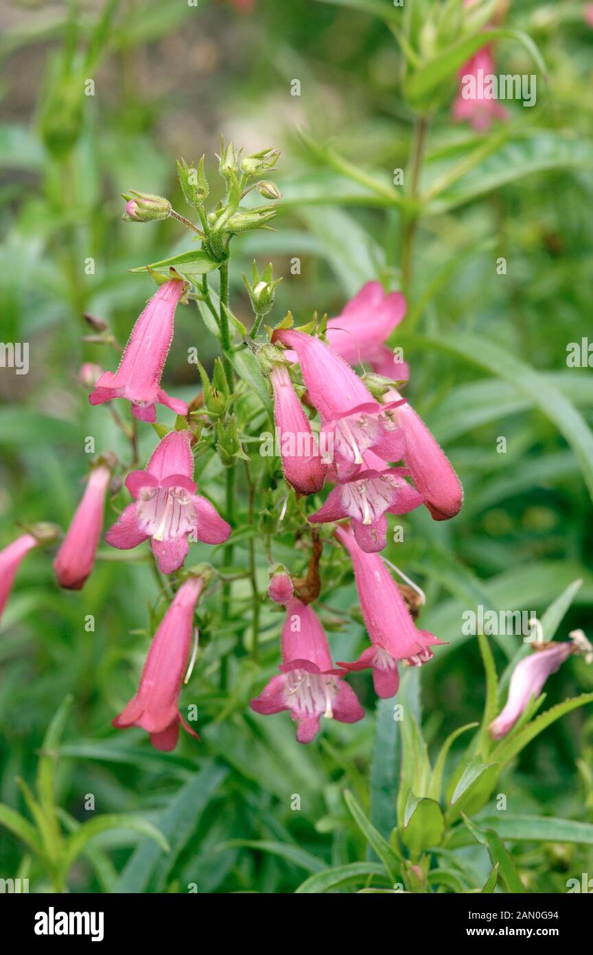 PENSTEMON LILLIPUT ROSE Stock Photo - Alamy